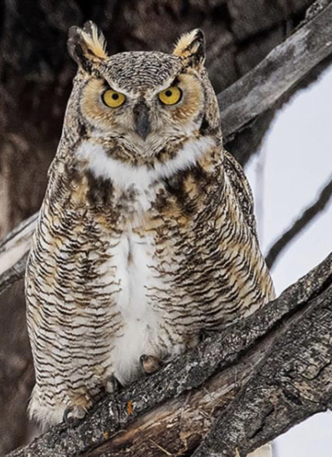 An unexpected Owl attack @ Killarney Provincial Park - Coffee & Deet